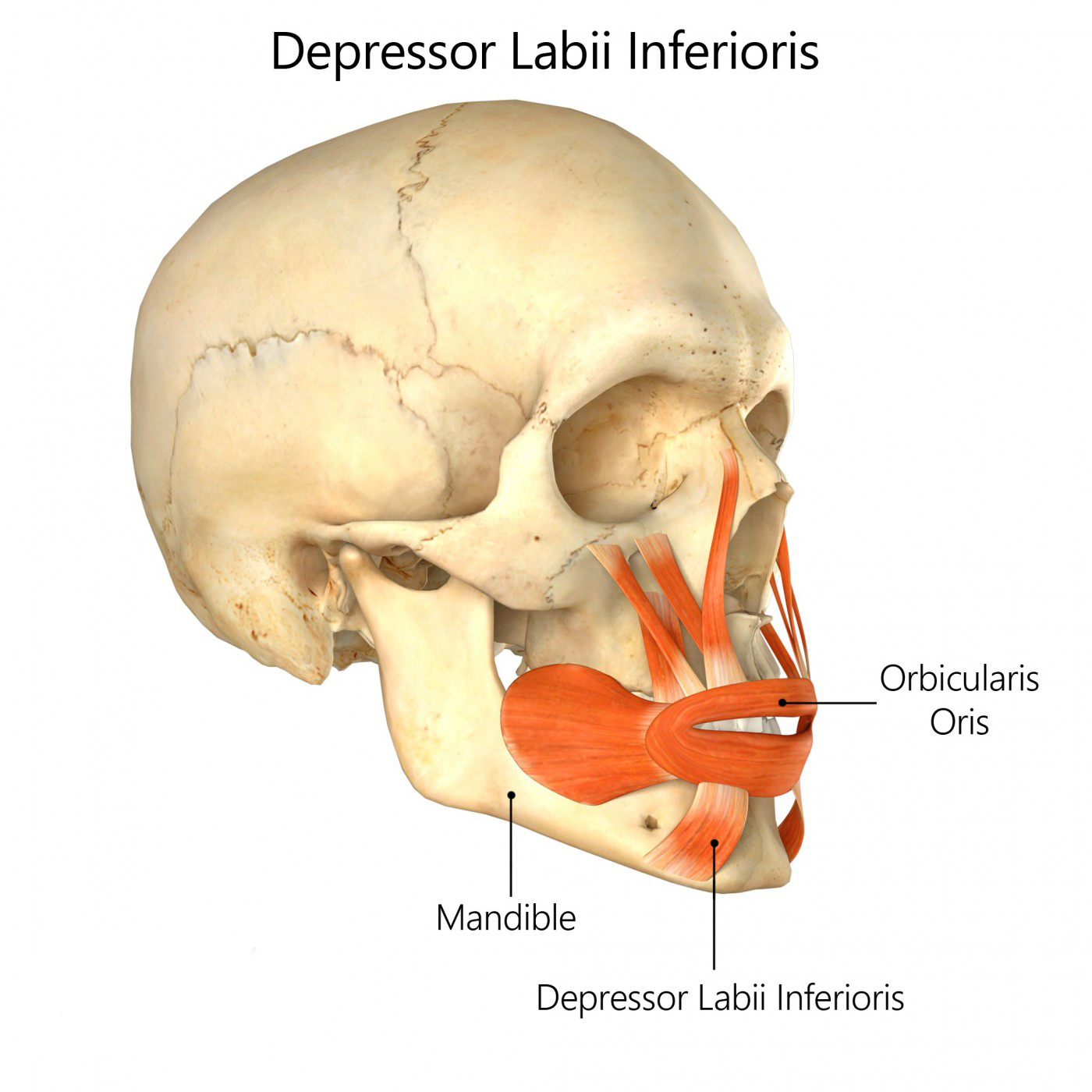 Depressor Labii – ISO Metrik