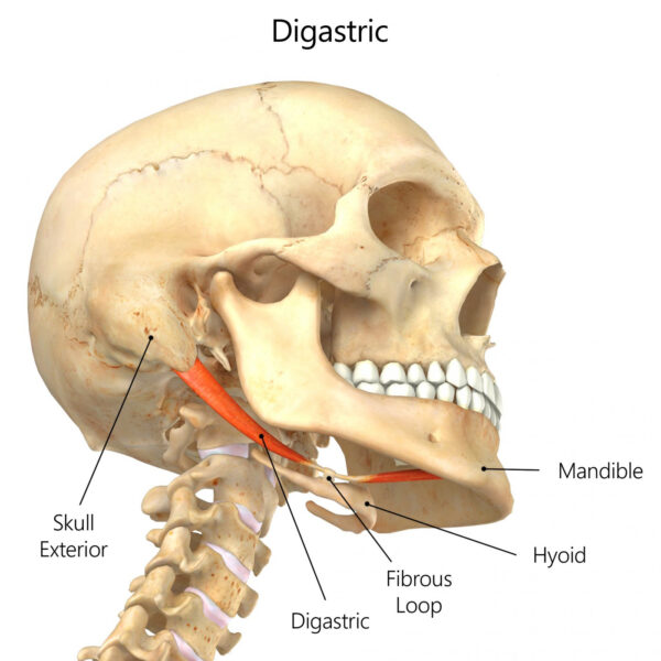 Digastric muscle – ISO Metrik