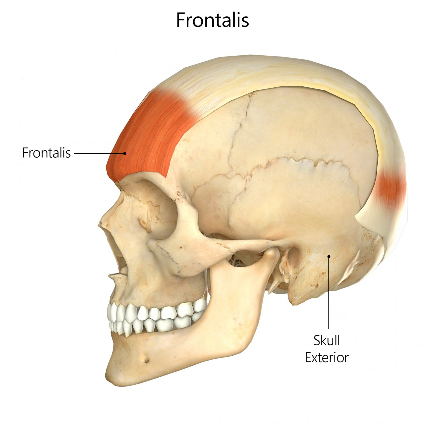 Frontalis – ISO Metrik