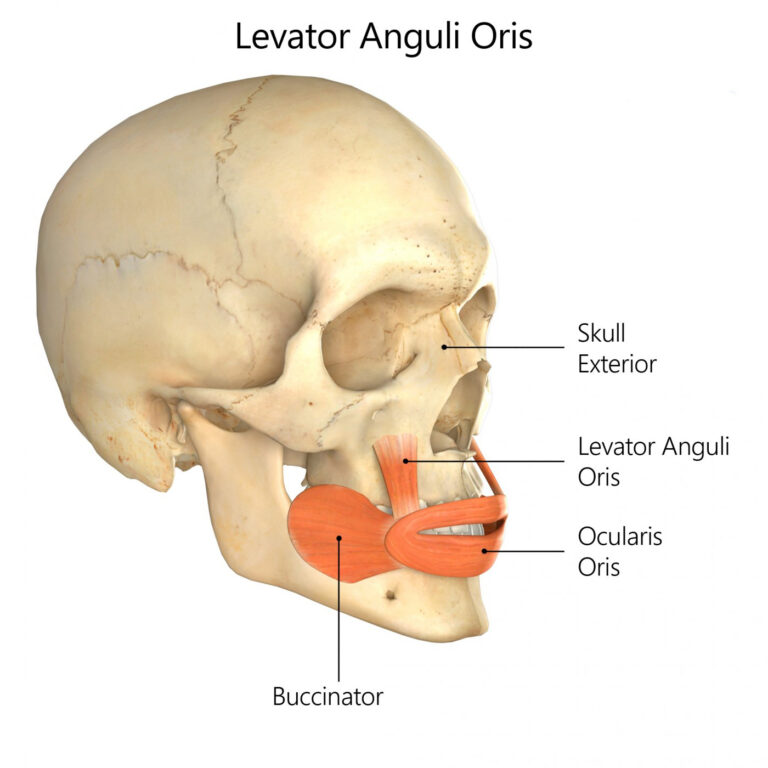 Levator Anguli Oris – ISO Metrik