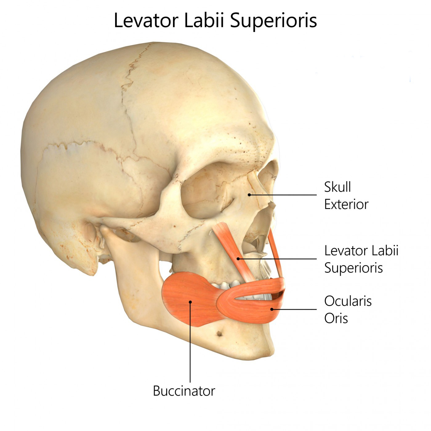 Levator Labii Superioris – ISO Metrik
