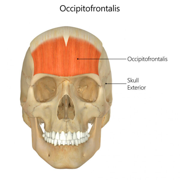 Occipitofrontalis – ISO Metrik