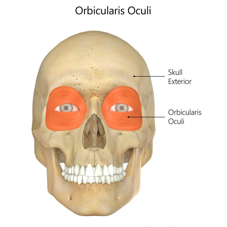 Orbicularis Oculi – ISO Metrik