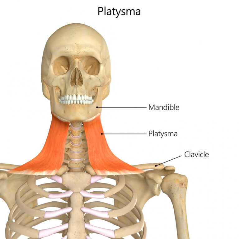 Platysma – ISO Metrik