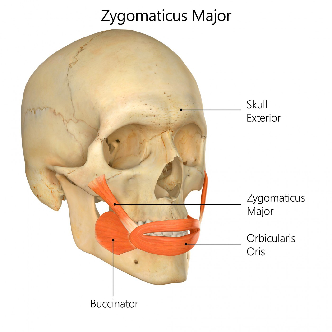 Zygomaticus Major – ISO Metrik